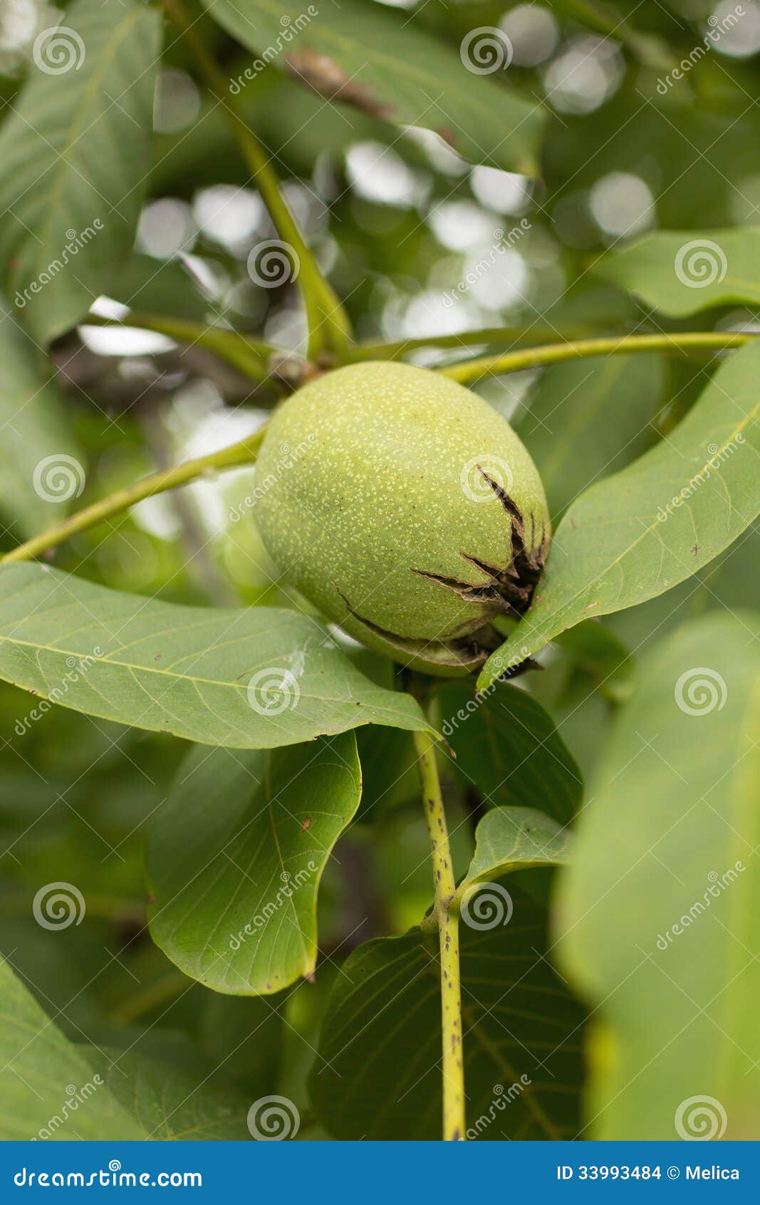 Walnut on tree stock photo. Image of closeup, farm, cracked - 33993484
