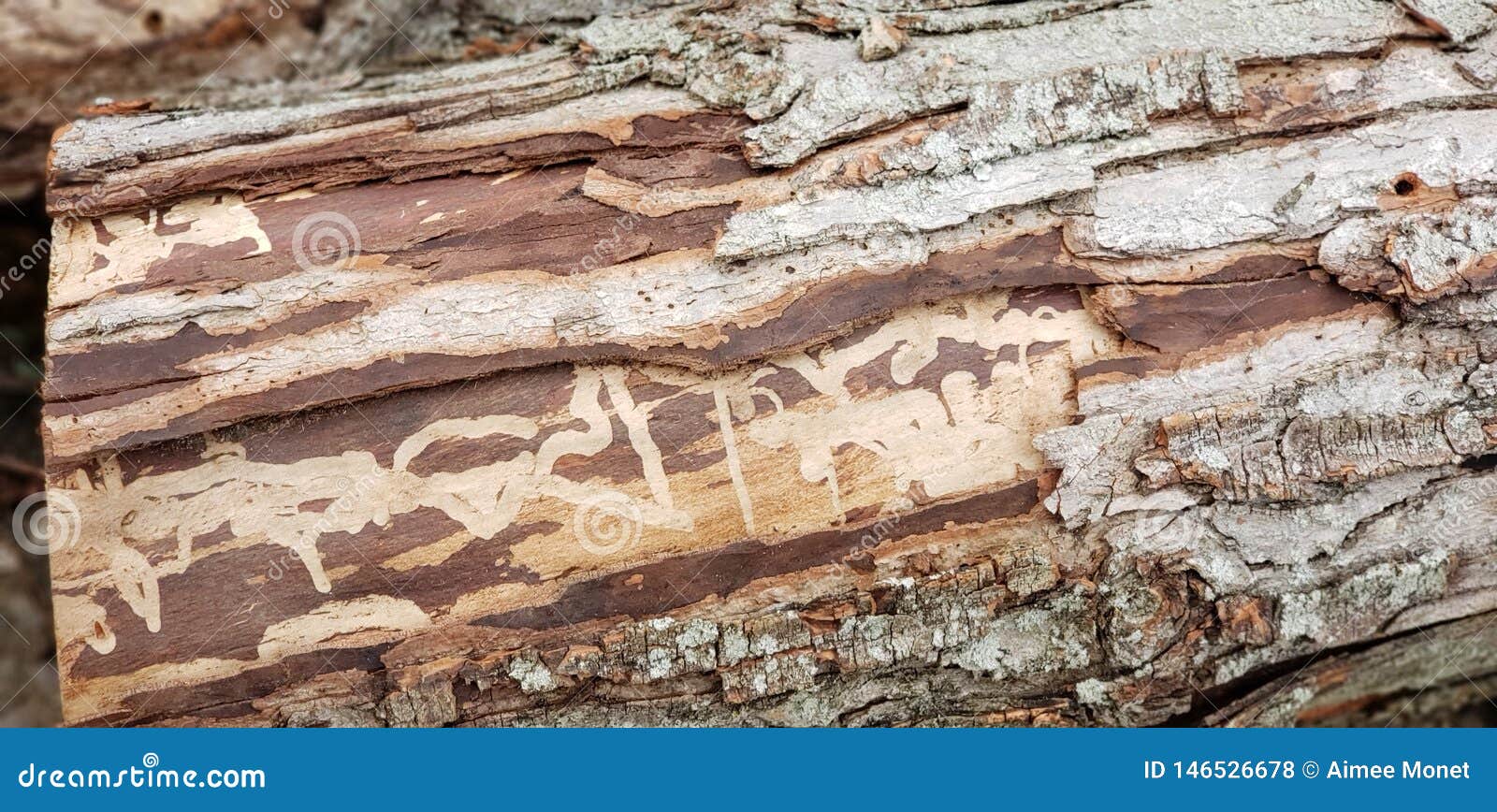 Walnut Tree Remains stock photo. Image of abstract, texture - 146526678