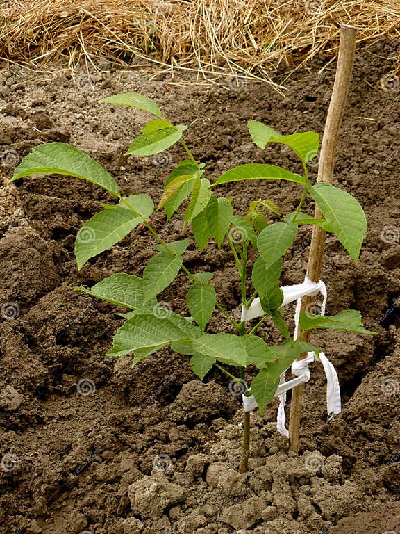 Walnut tree sapling stock photo. Image of leaf, environment - 42469308