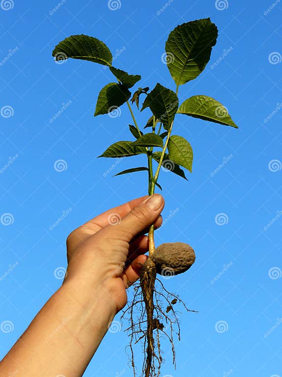 Walnut tree seedling stock photo. Image of cultivate - 40908936