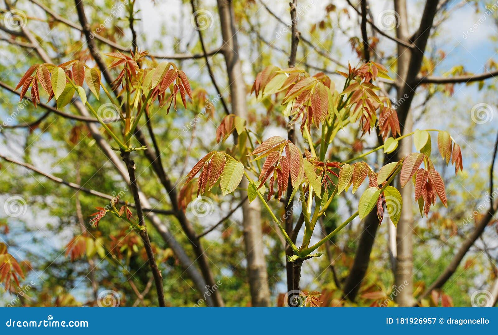 Walnut Tree in Spring stock image. Image of countryside - 181926957