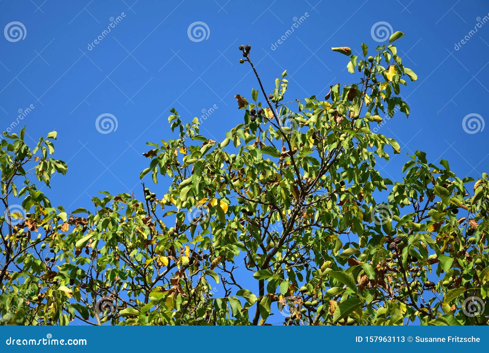 A Walnut Tree Suffering from Dryness Stock Image - Image of hanging ...