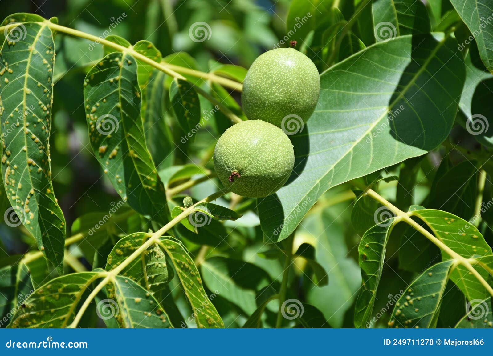 Walnut in the Tree Summer Time Stock Photo - Image of fresh, walnut ...