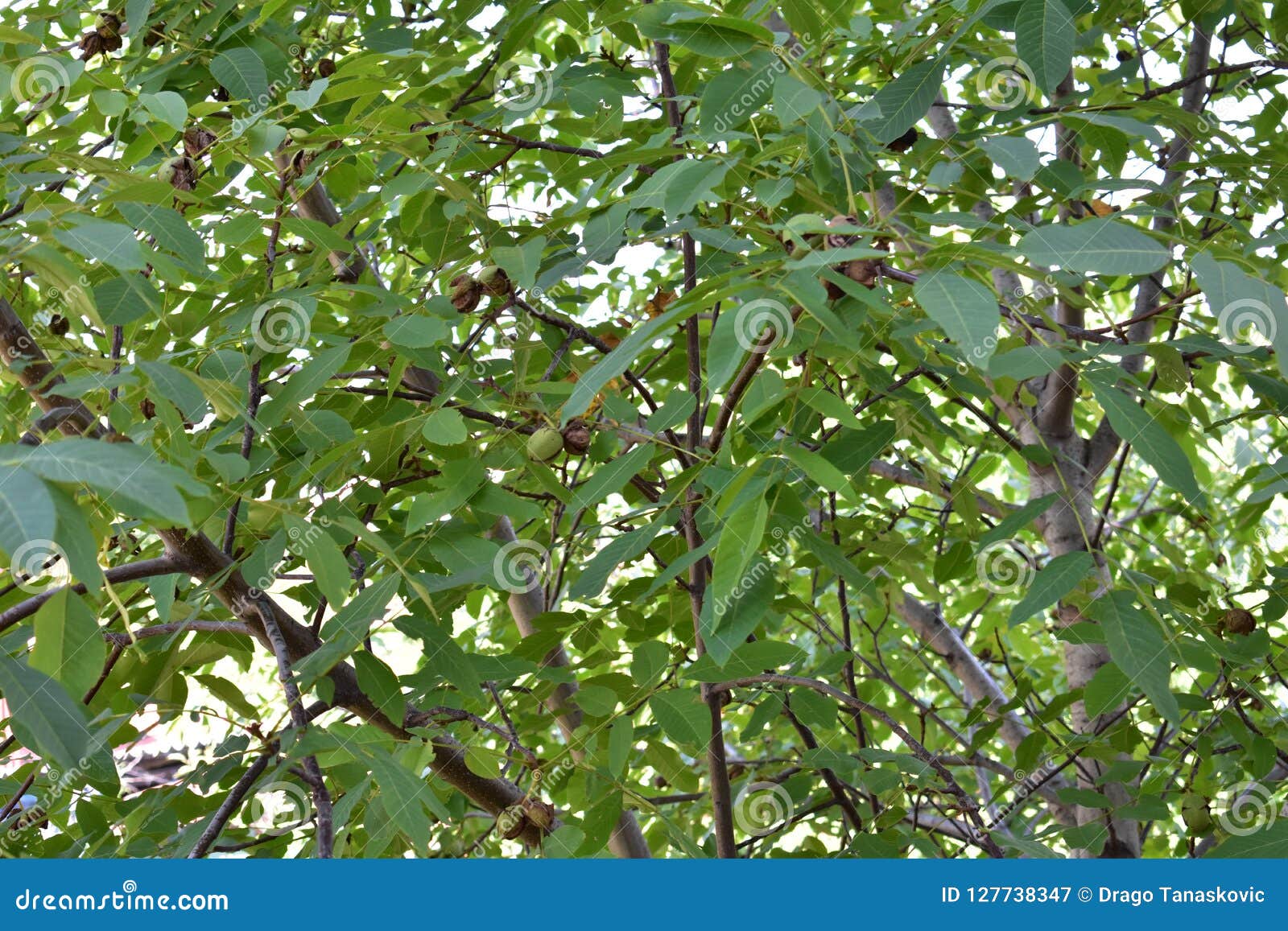 Walnut tree in the summer stock image. Image of natural - 127738347