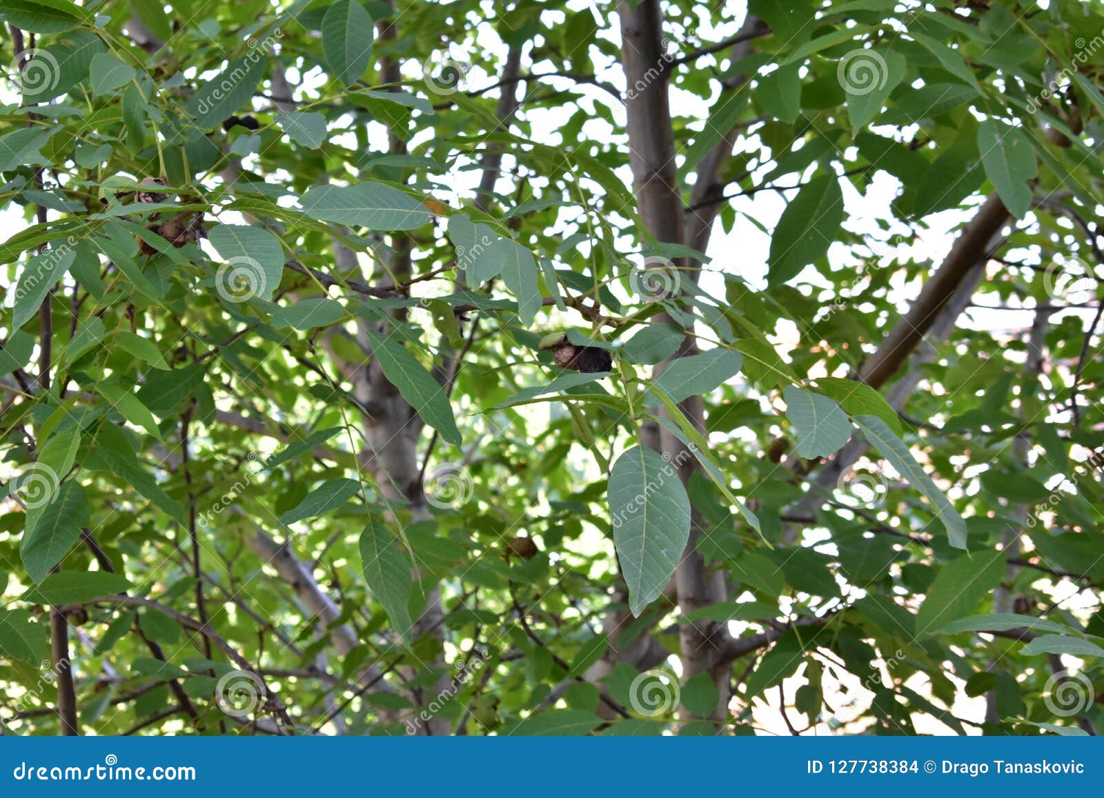 Walnut tree in the summer stock photo. Image of branch - 127738384