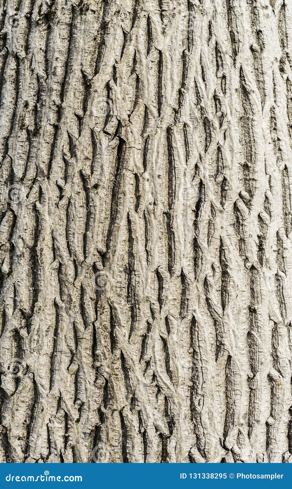 Walnut Tree Texture Close Up Stock Image - Image of plank, closeup ...