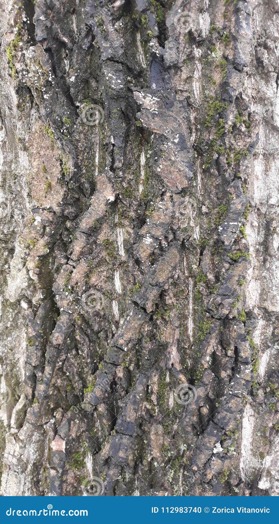 Walnut tree texture stock photo. Image of texture, wood - 112983740