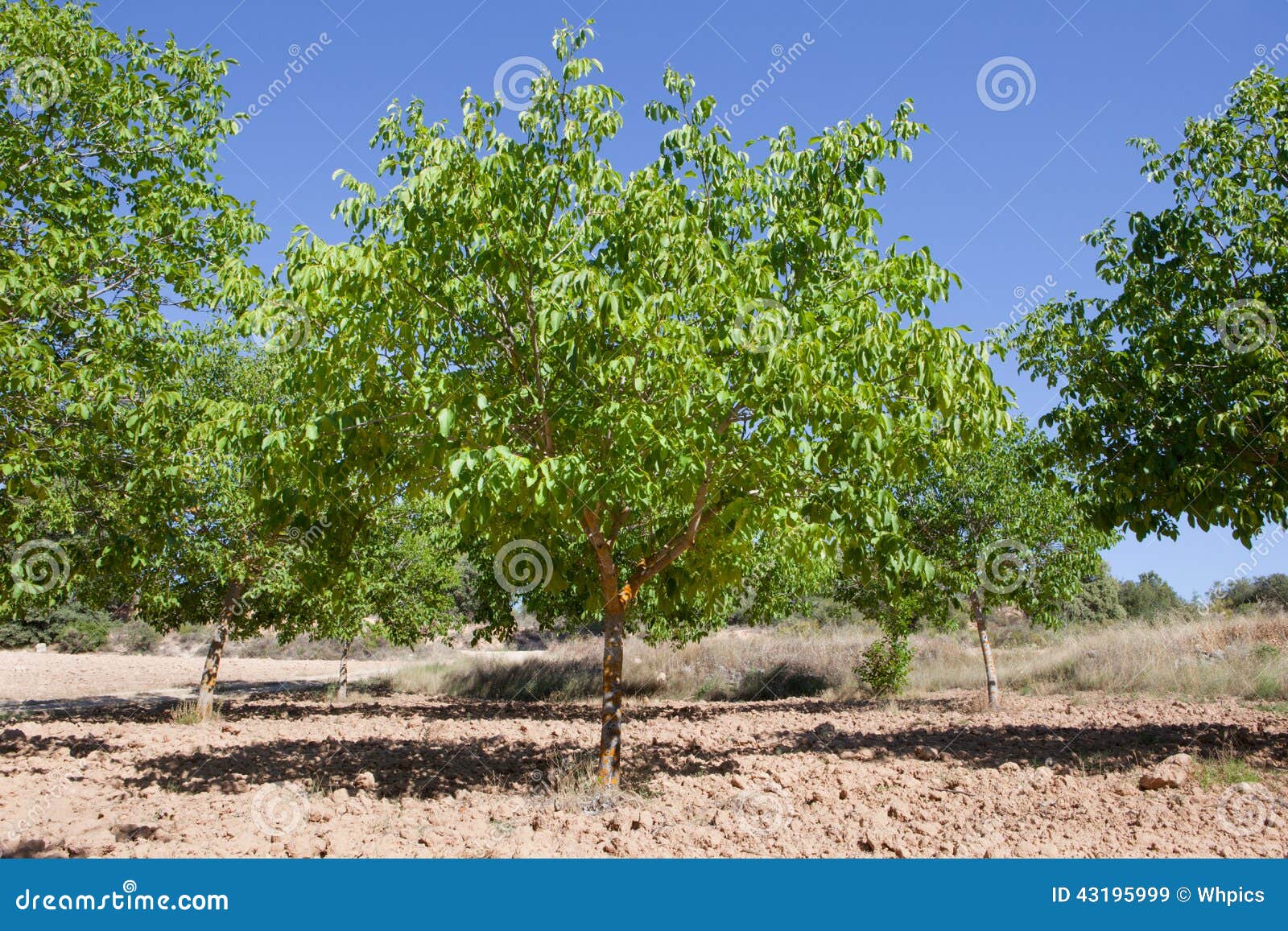 Walnut tree stock image. Image of regia, leaf, botanical - 43195999