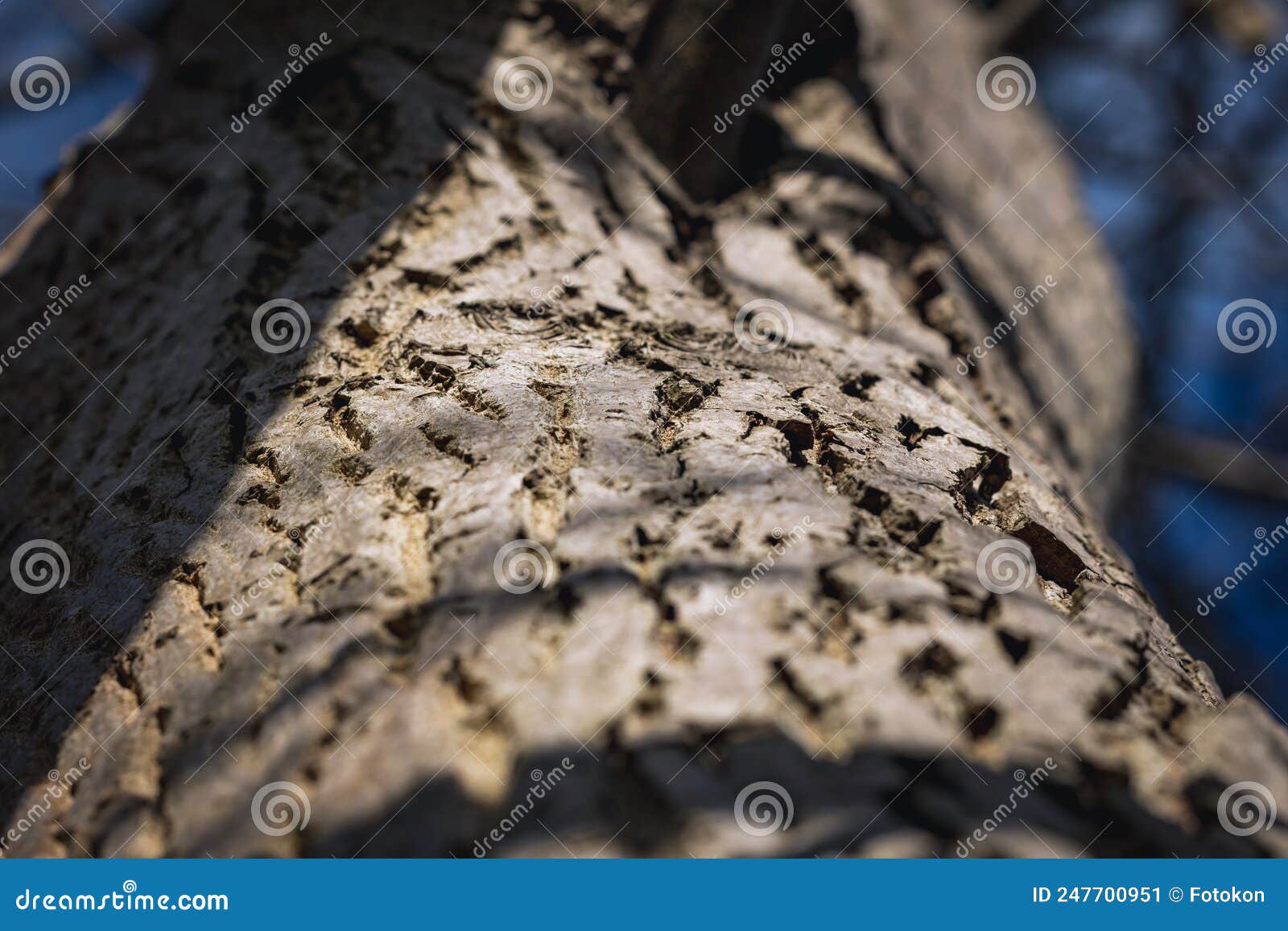 Walnut tree trunk stock image. Image of mature, persian - 247700951