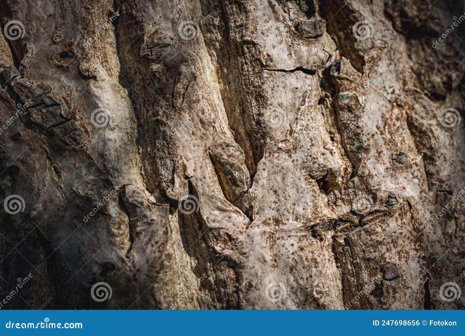 Walnut tree trunk stock photo. Image of garden, detail - 247698656