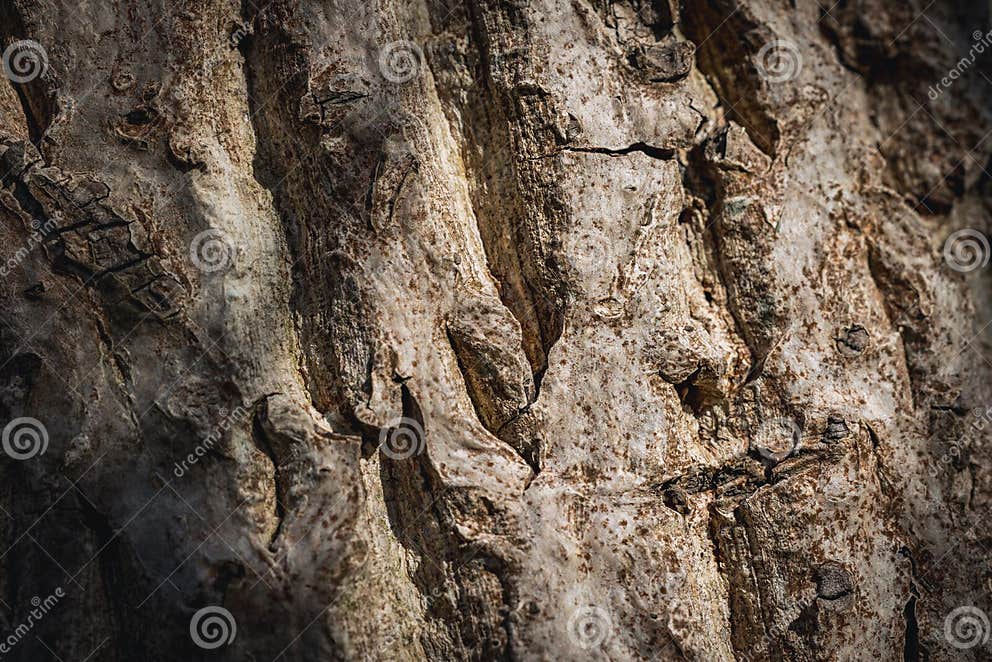 Walnut tree trunk stock photo. Image of garden, detail - 247698656