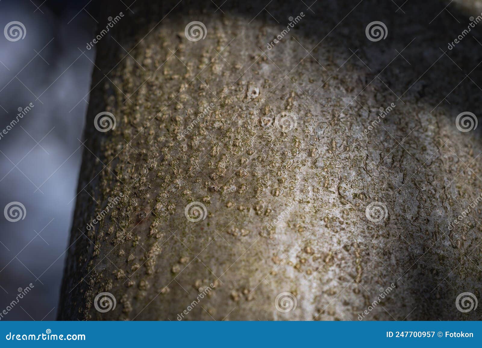 Walnut tree trunk stock image. Image of madeira, macro - 247700957