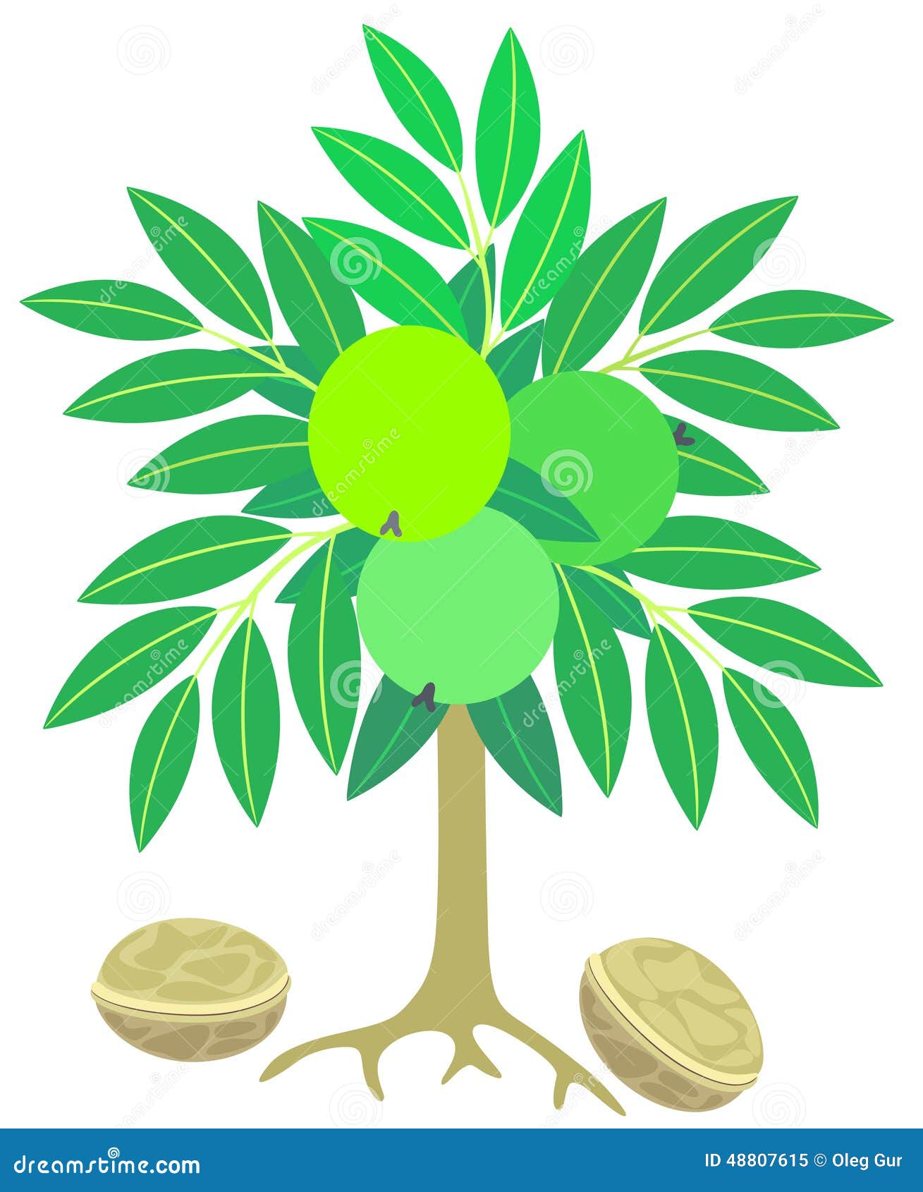 Walnut tree stock vector. Illustration of design, unusual - 48807615