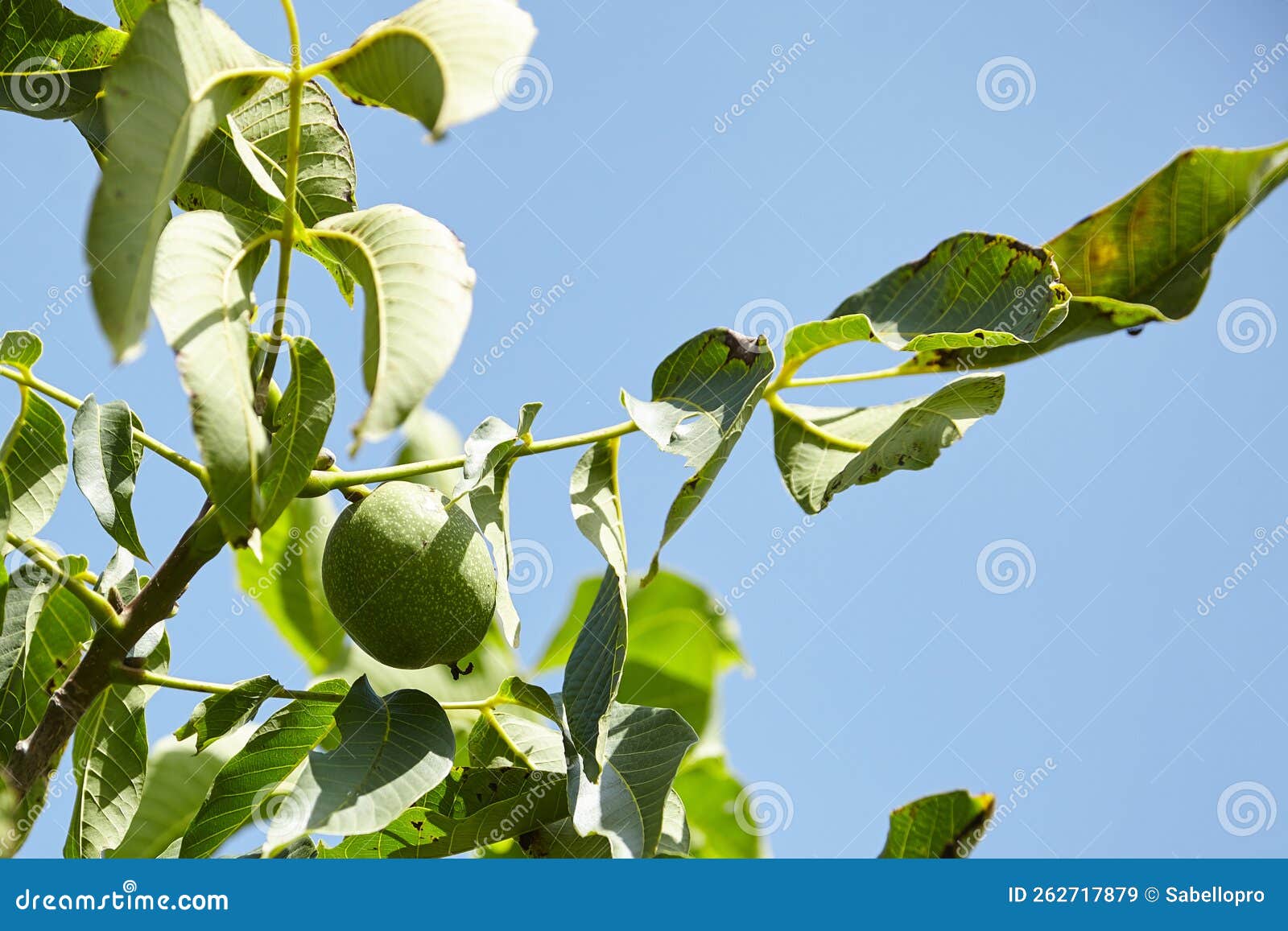 Walnut Tree with Walnut Fruit in Green Pericarp Stock Image - Image of ...
