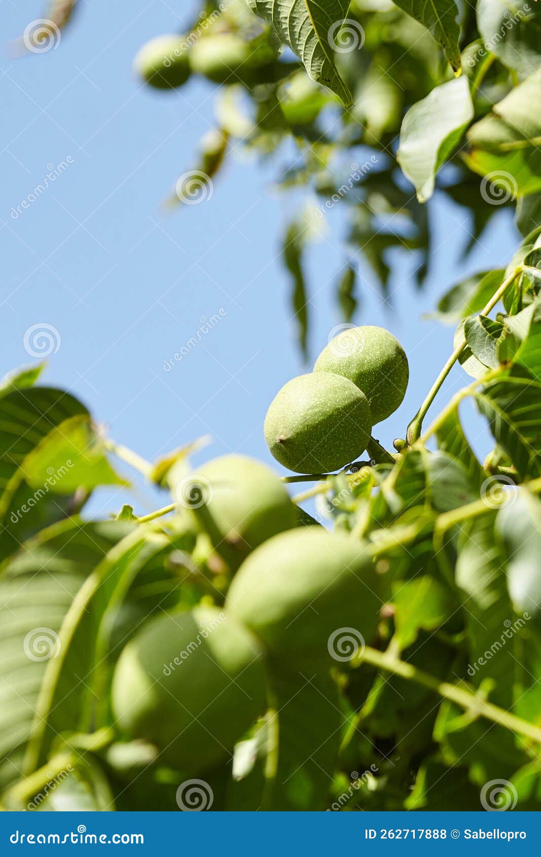 Walnut Tree with Walnut Fruit in Green Pericarp Stock Photo - Image of ...