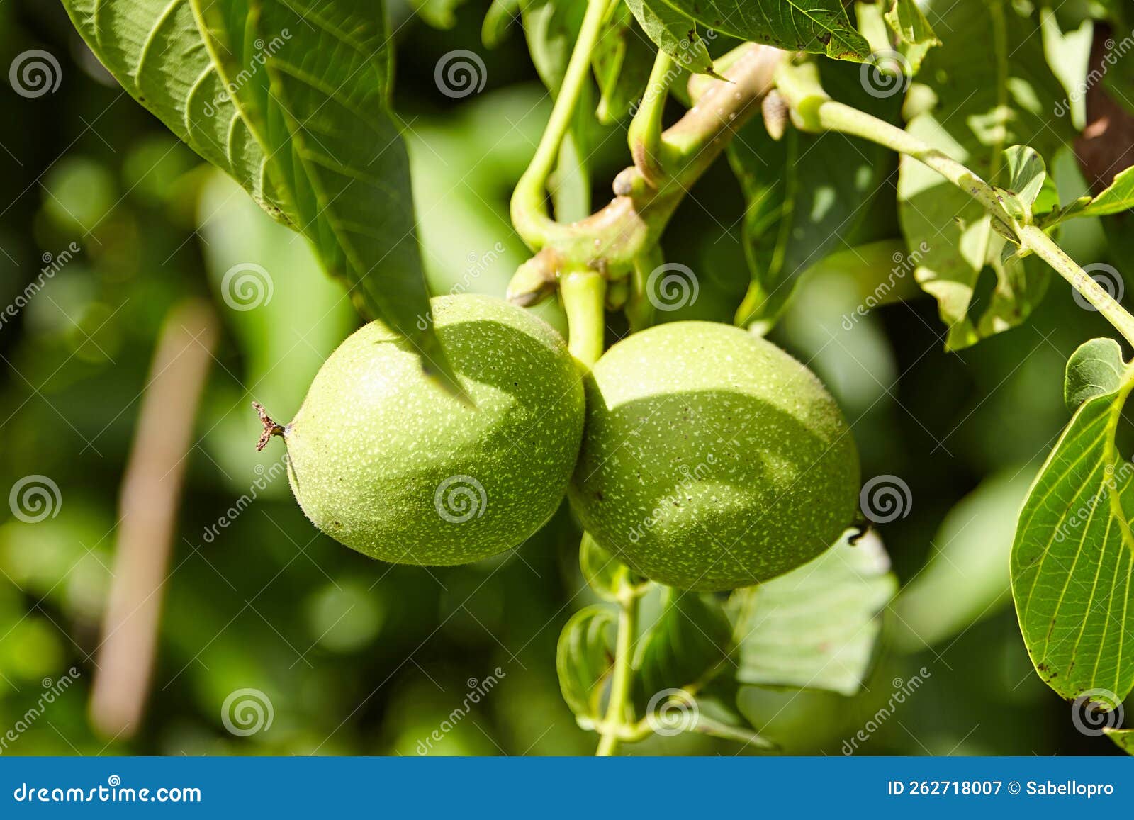 Walnut Tree with Walnut Fruit in Green Pericarp Stock Image - Image of ...