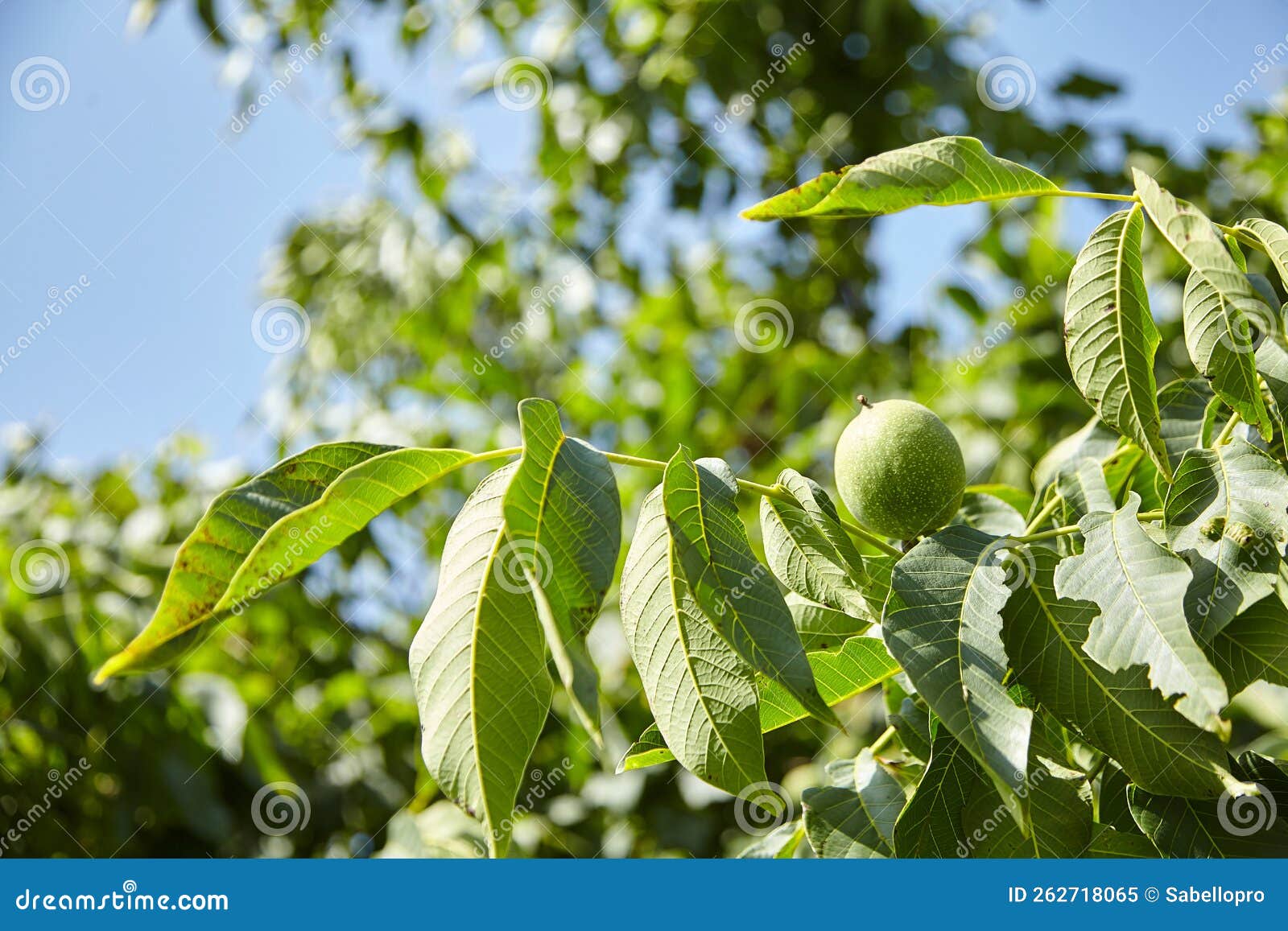 Walnut Tree with Walnut Fruit in Green Pericarp Stock Image - Image of ...