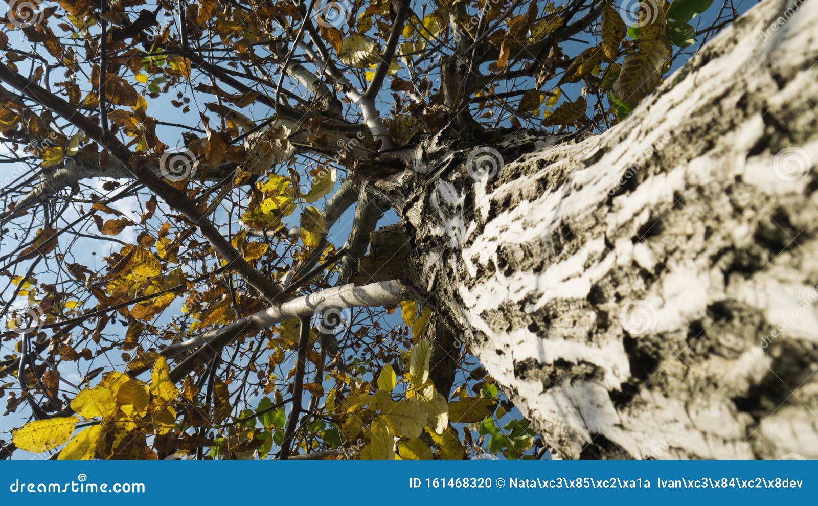 Walnut Tree with Yellow Leaves in Autumn - View from Below. Stock Photo ...