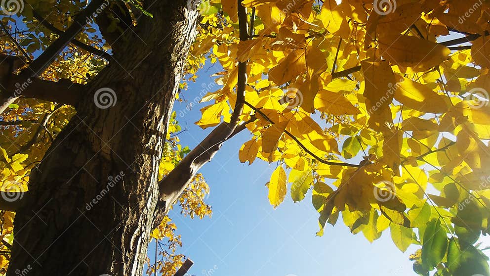 October Walnut stock image. Image of yellow, orange - 102056243