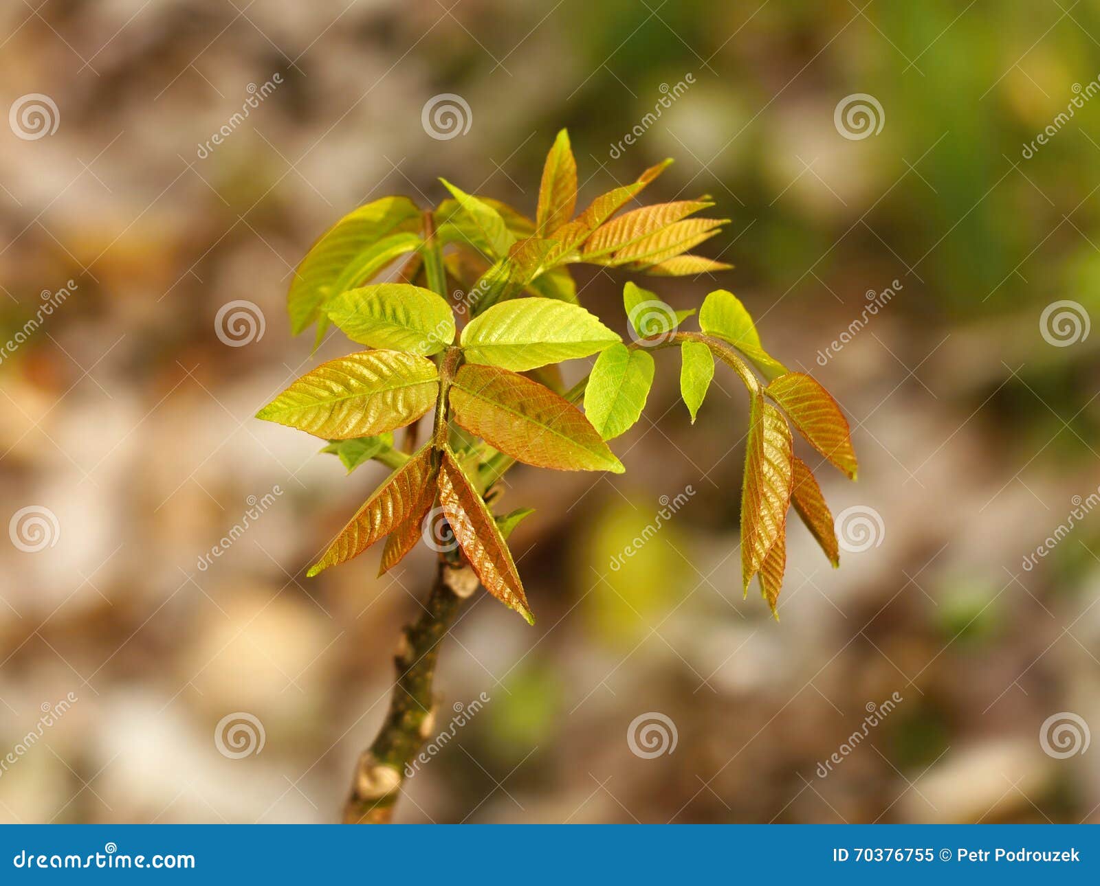 Walnut Tree Young Spring Leaves Stock Image - Image of regia, macro ...