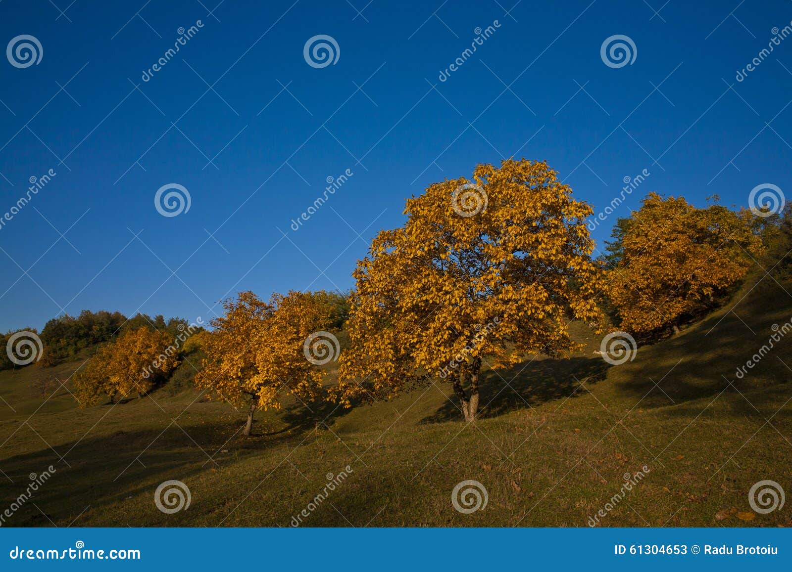 Walnut Trees in Autumn Season Stock Image - Image of autumn, landscape ...