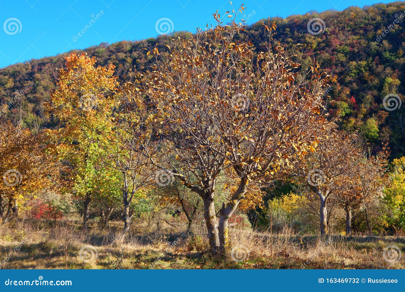 Walnut trees in the fall stock photo. Image of park - 163469732