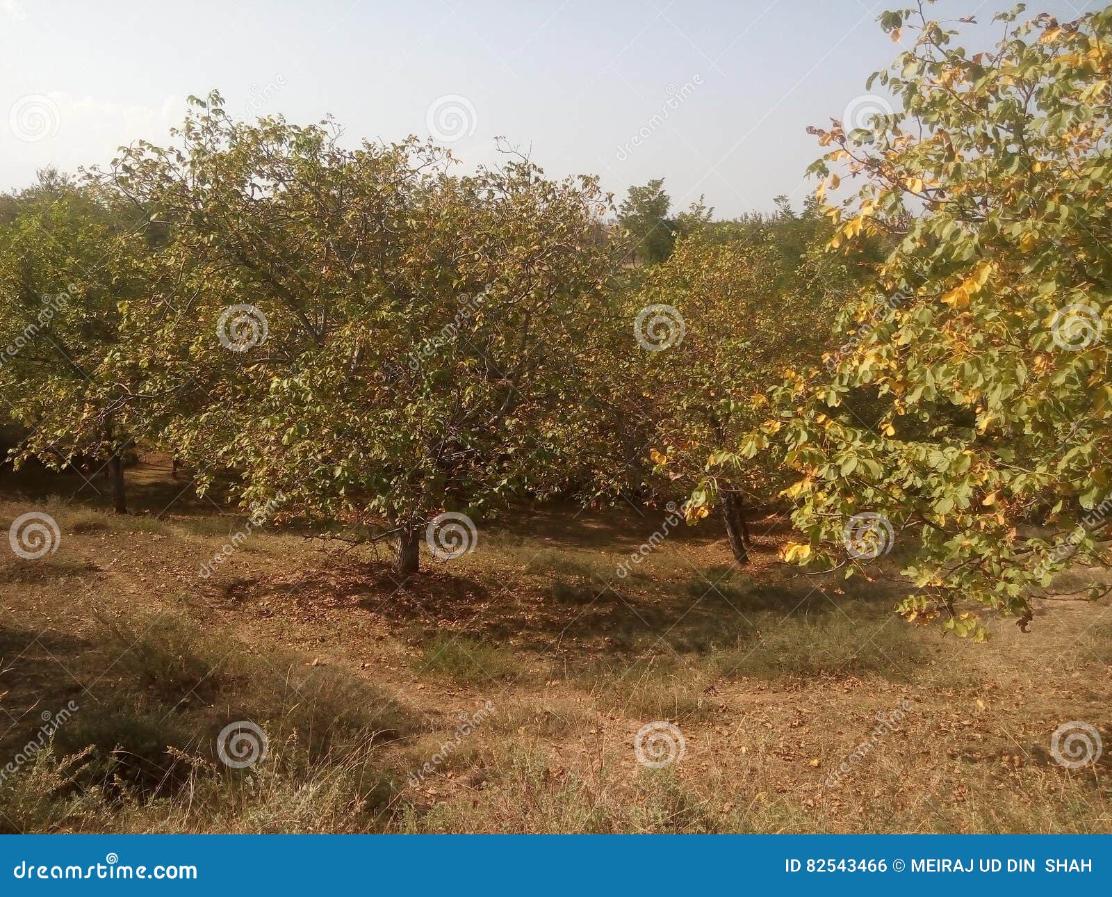 Walnut trees in Kashmir stock photo. Image of closeup - 82543466