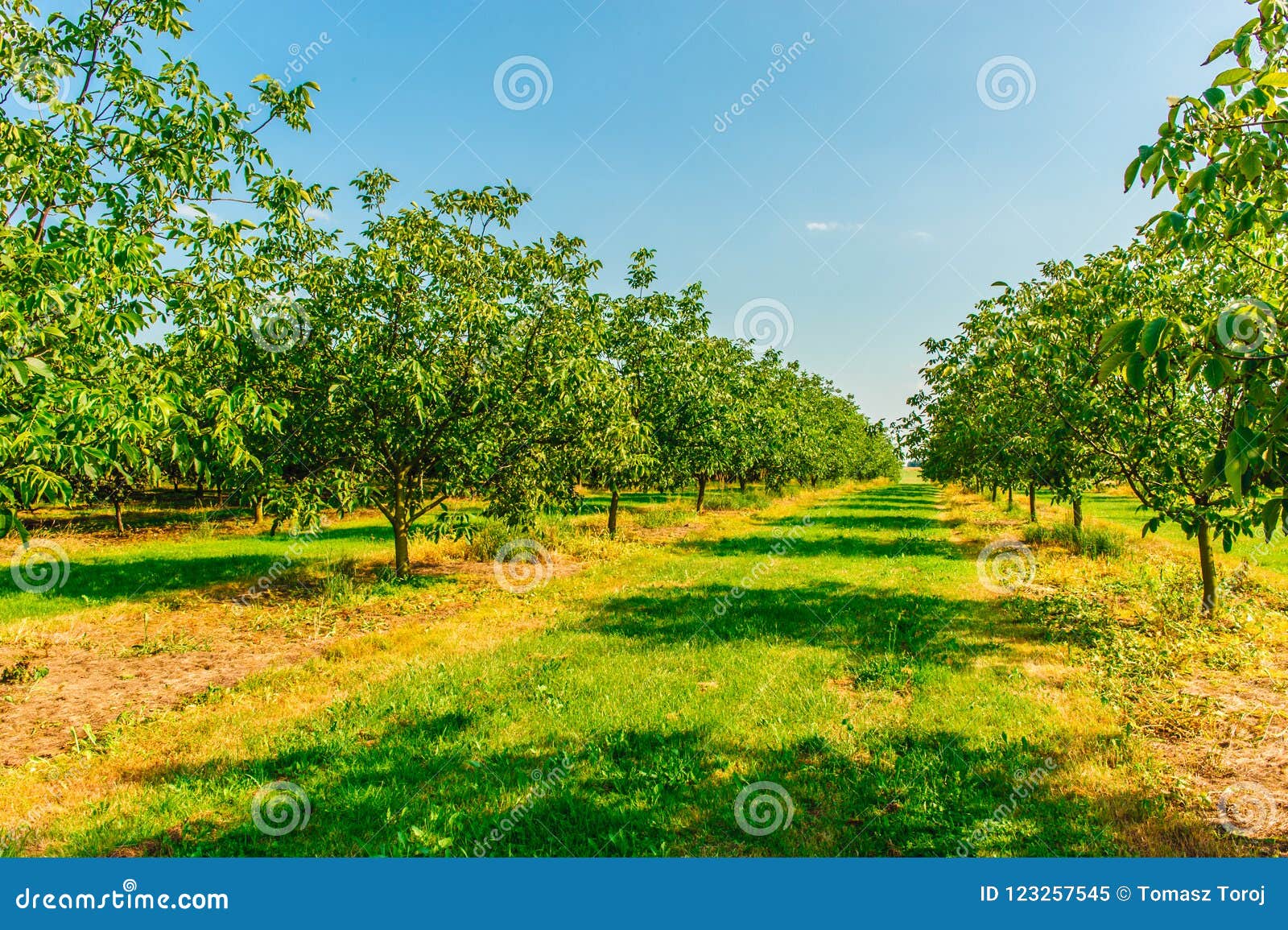 Walnut Trees In Autumnal Park, Large Detailed Vertical Landscaped ...