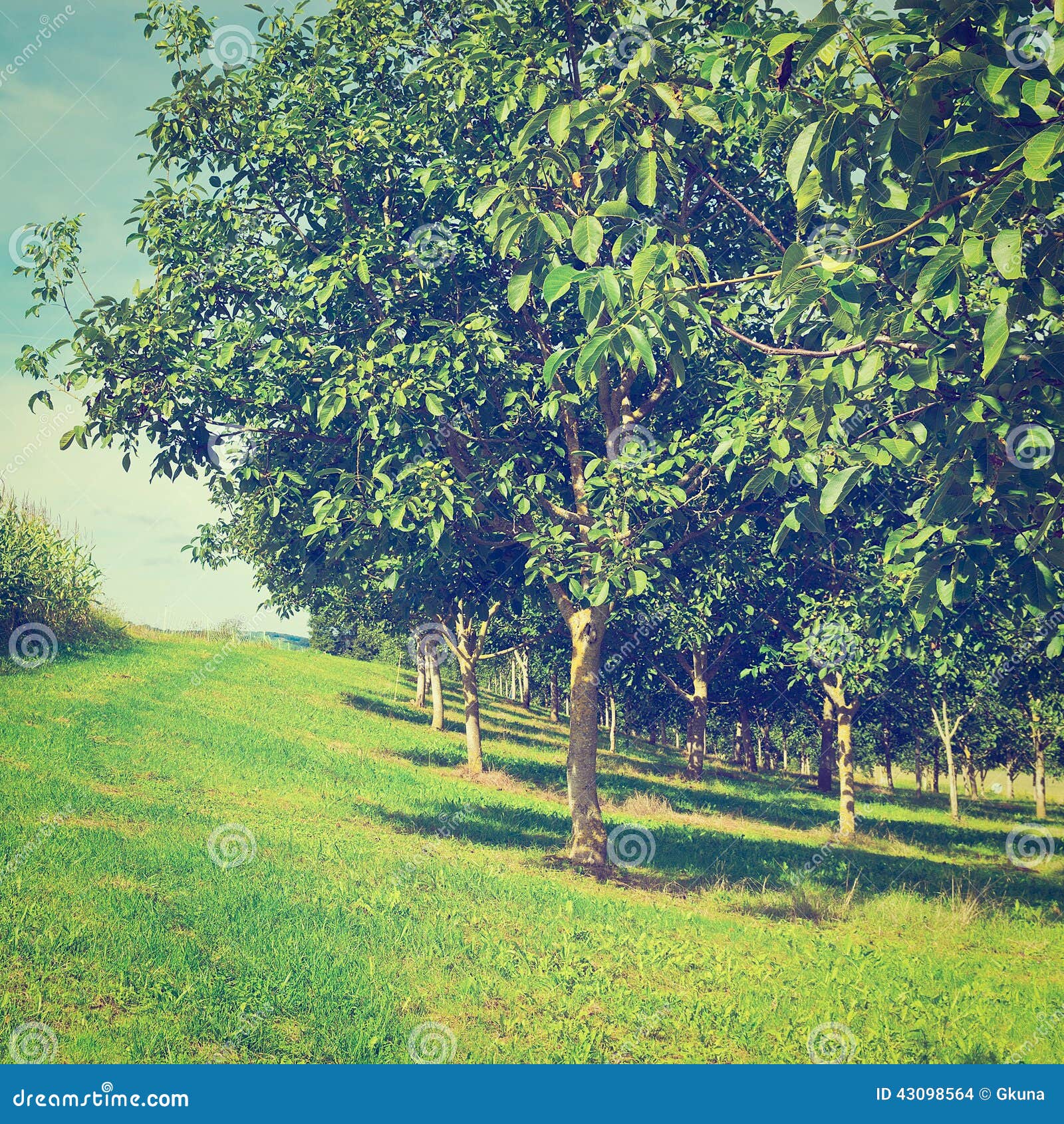 Walnut Trees stock photo. Image of lawn, filter, farm - 43098564