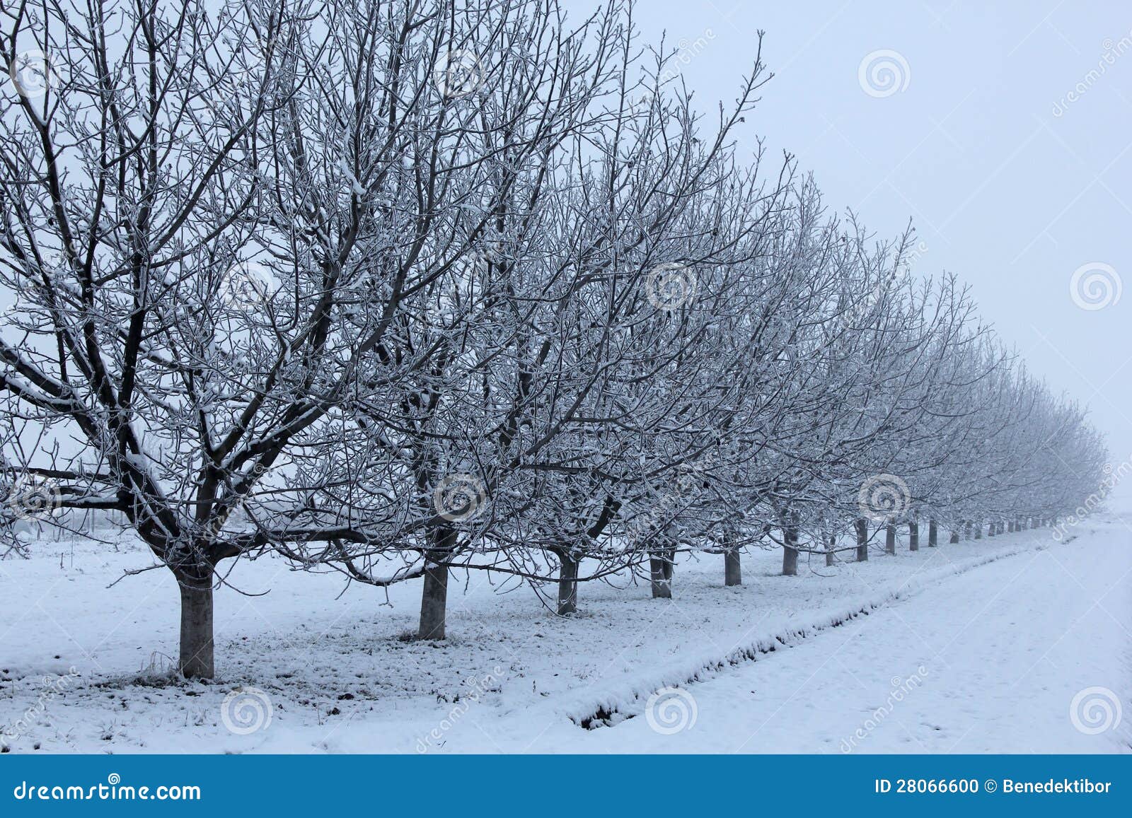 Walnut Trees in Winter Right Side Stock Photo - Image of natural ...