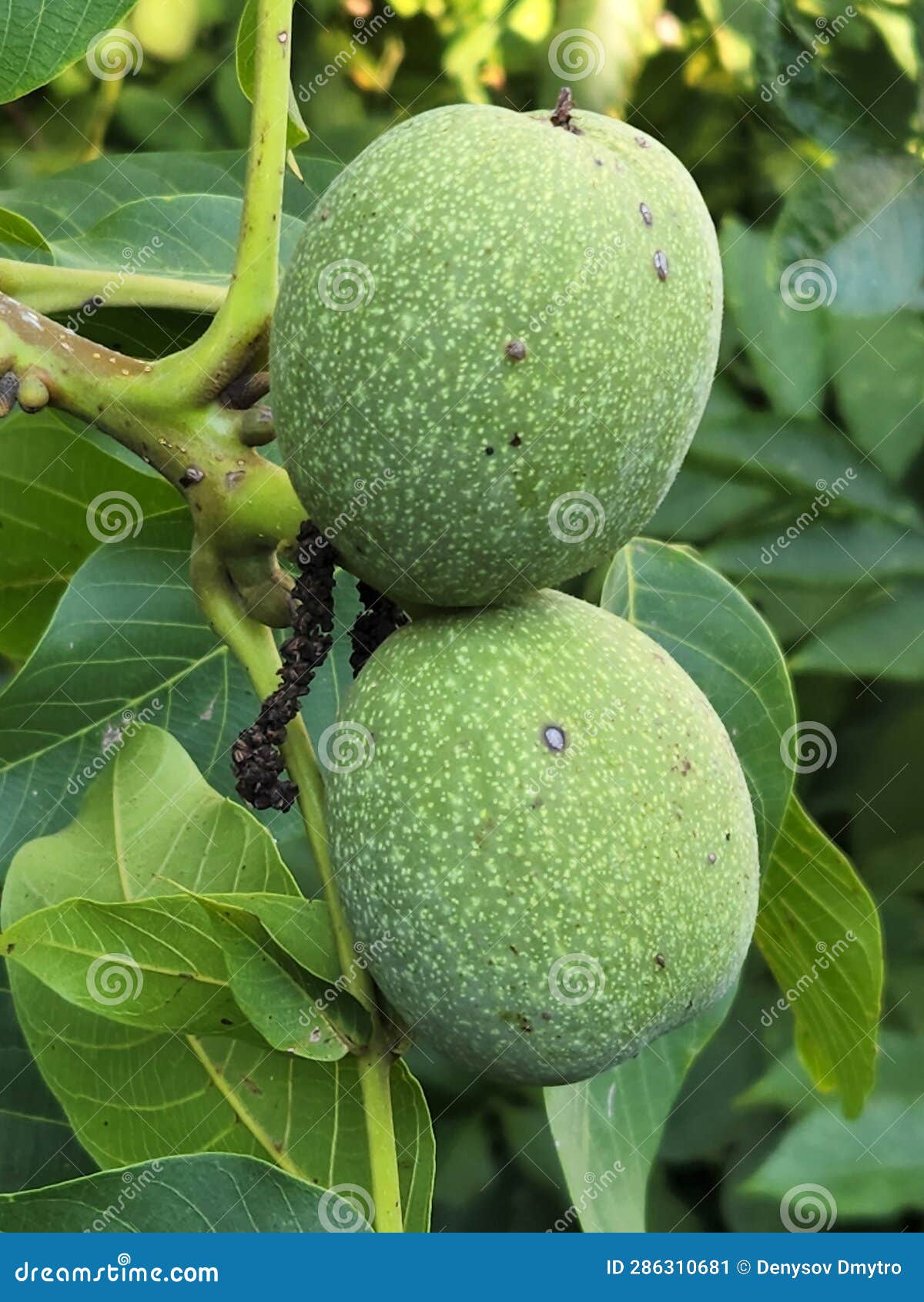 Walnut. Unripe Walnut Fruit Stock Image - Image of seed, healthy: 286310681