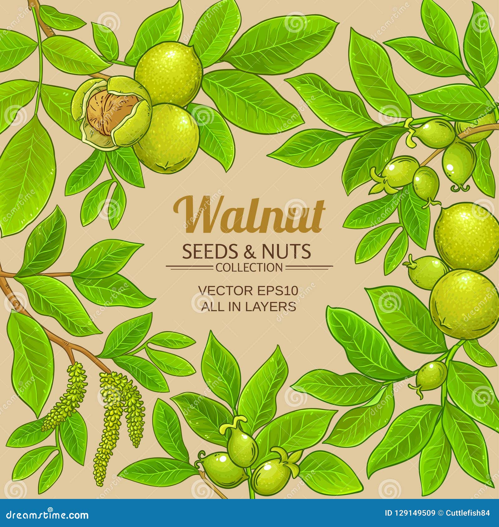 Walnut vector frame stock vector. Illustration of object - 129149509