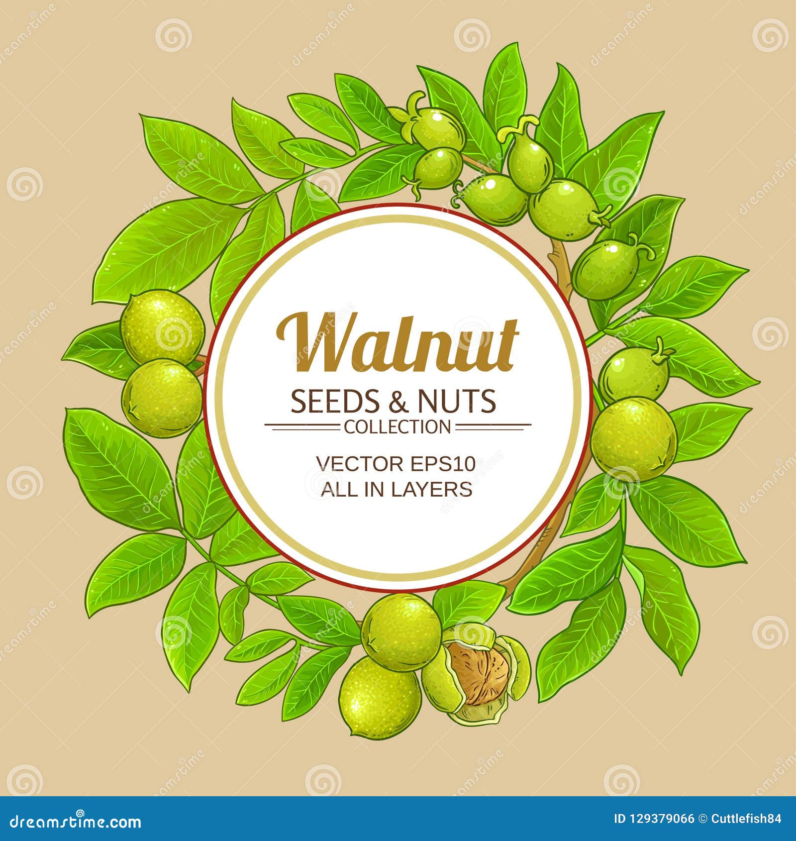 Walnut Vector Logo. Round Linear Of Walnut | CartoonDealer.com #182627352
