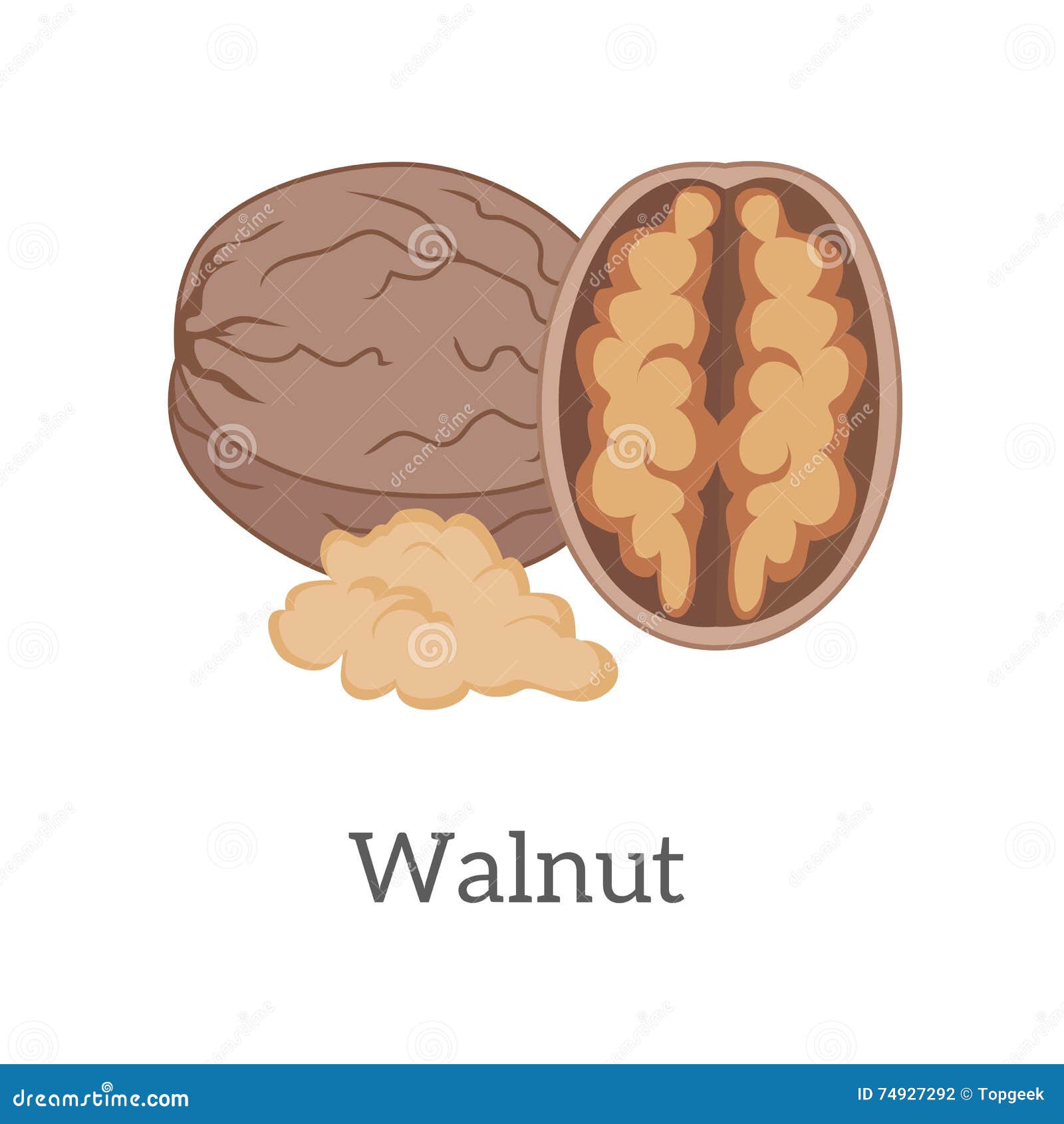 Walnut Vector Illustration in Flat Style Design Stock Vector ...