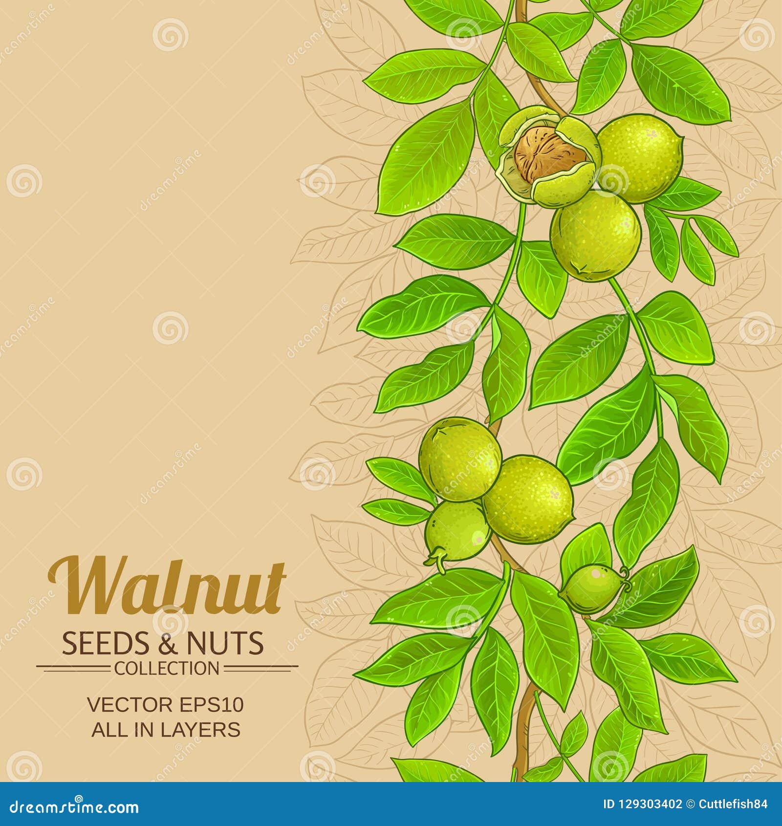 Walnut Vector Logo. Round Linear Of Walnut | CartoonDealer.com #182627352