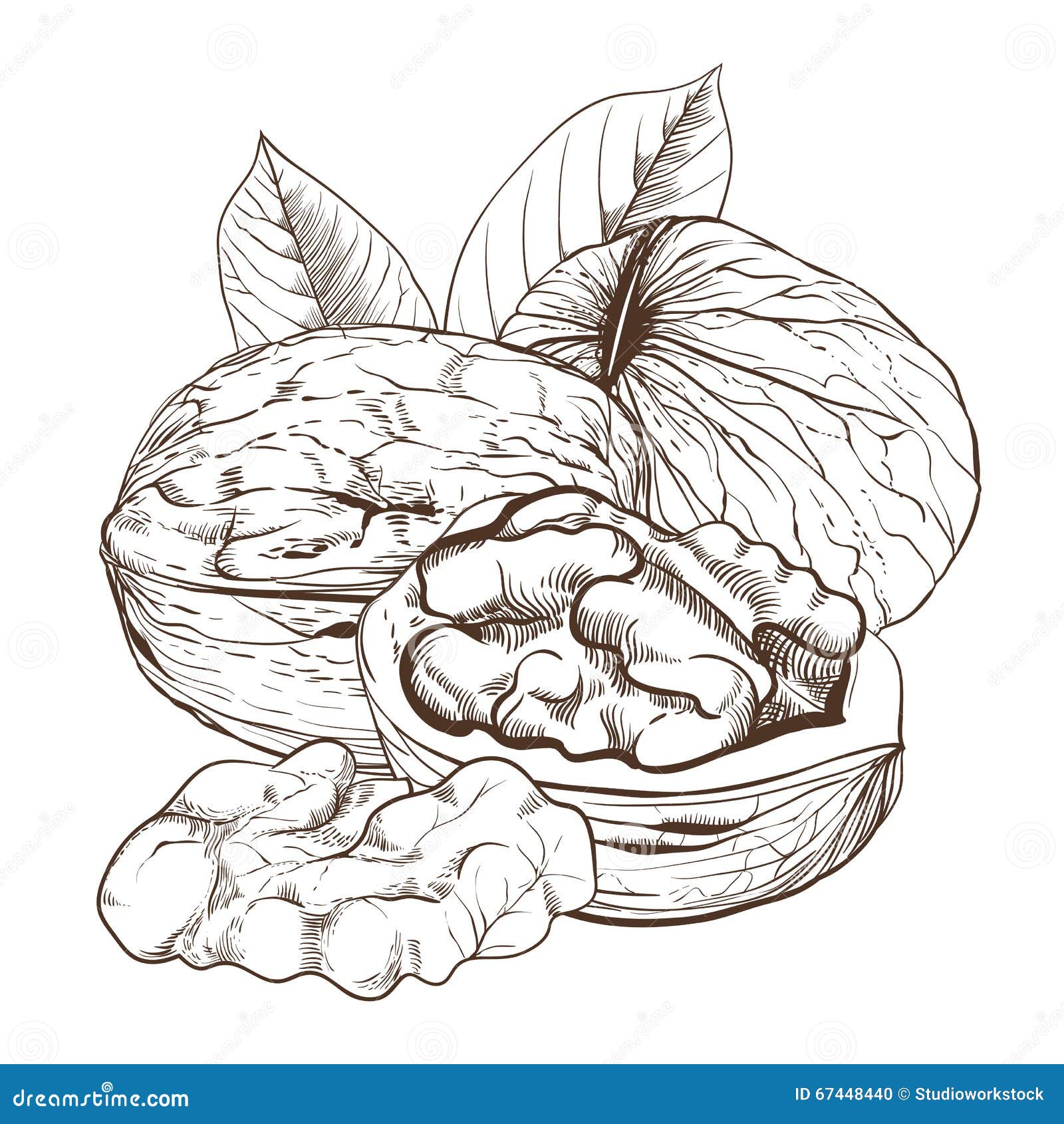 Walnut Vector Logo. Round Linear Of Walnut | CartoonDealer.com #182627352