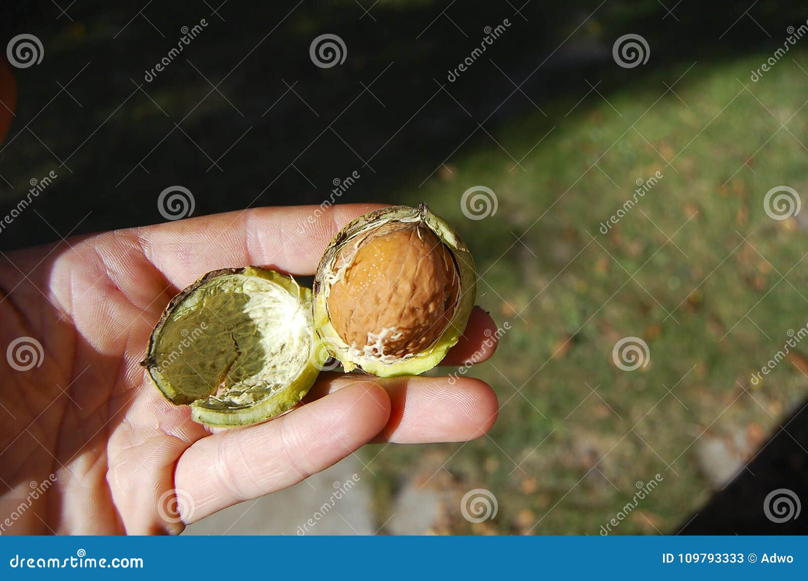 Walnut stock image. Image of macro, open, branch, background - 109793333