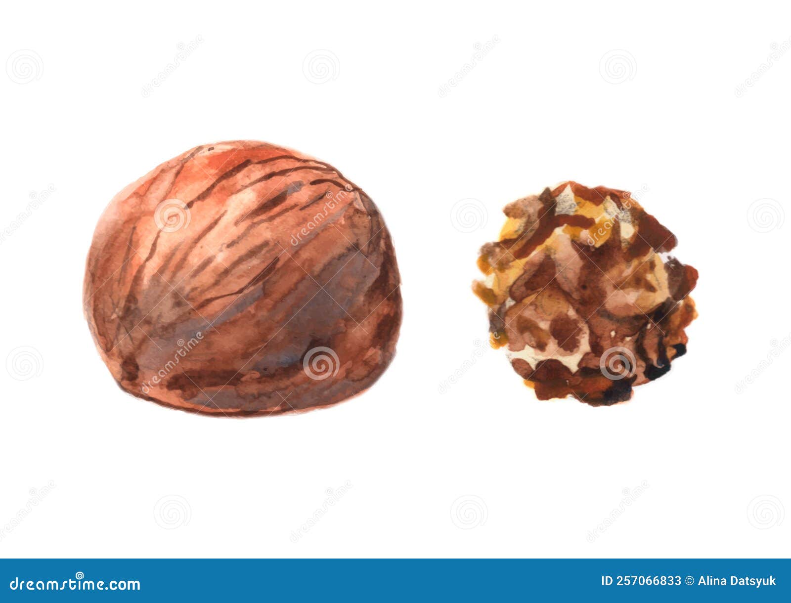 Walnut Watercolor Illustration. Shell Nuts. Illustration in a Realistic ...