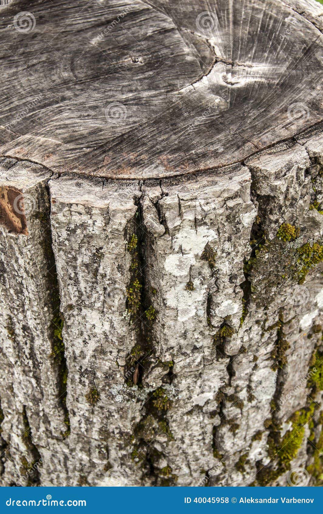 Walnut Weathered Log Detail Stock Photo - Image of weathered, wooden ...