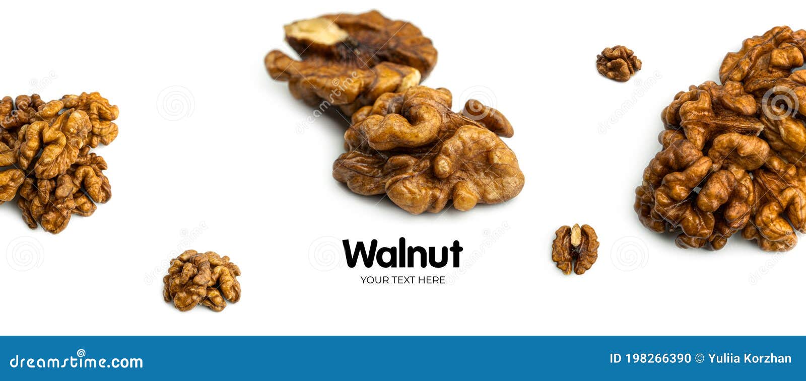 Walnut on White Background. Long Header Banner Format. Panorama Website ...
