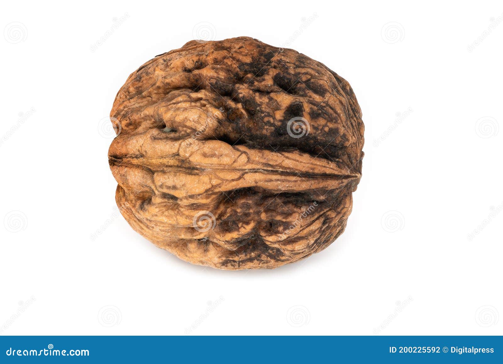 Walnut On The White Background. Close Up Shot Of Whole Walnut Isolated ...
