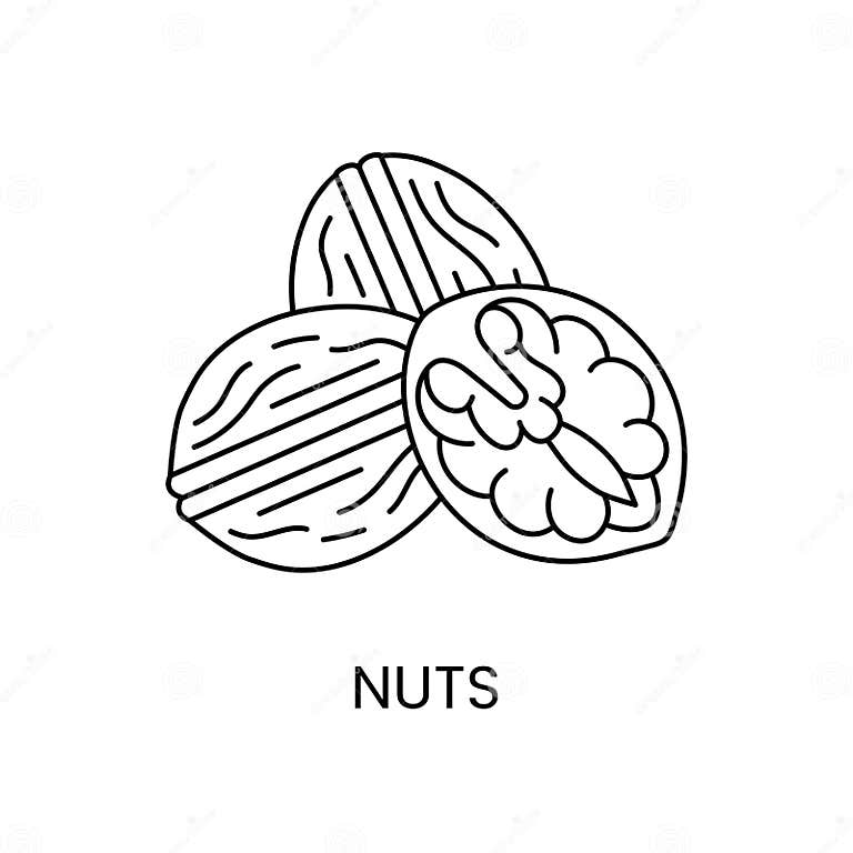 Walnut Whole and Half Line Icon in Vector, Nuts Illustration Stock ...