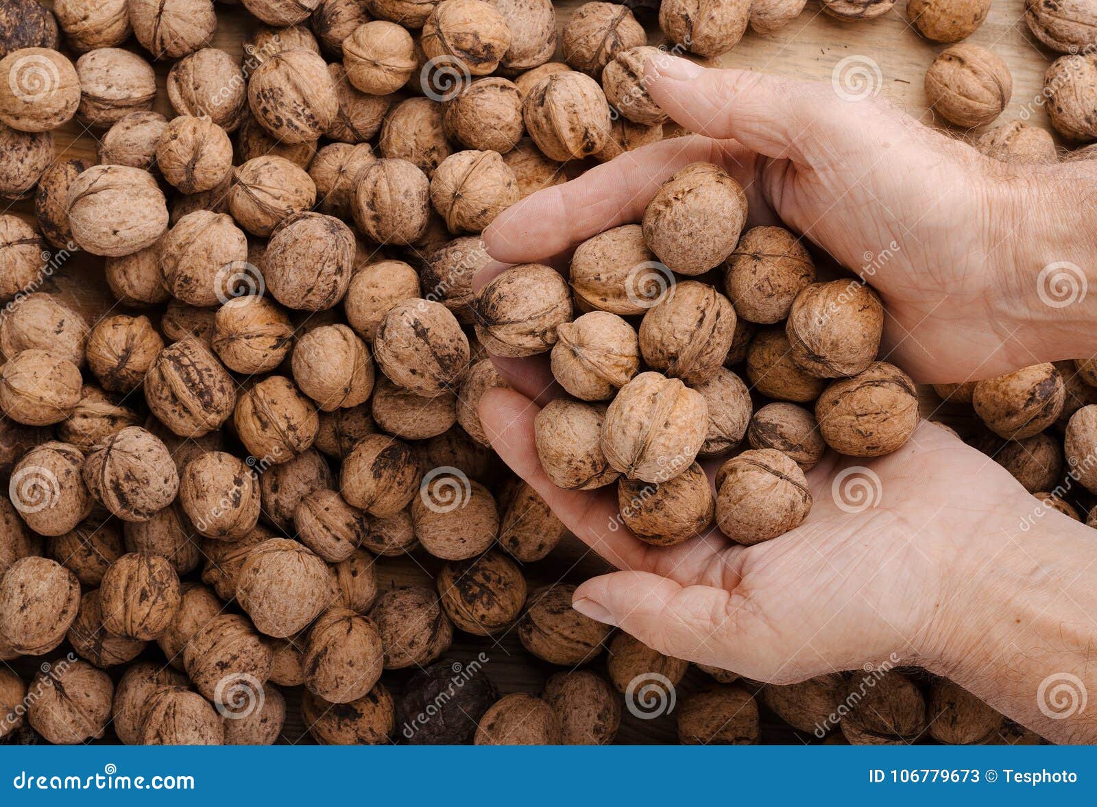 Walnut. Whole Walnuts on Wooden Table. Hands Holding Walnuts. Stock ...