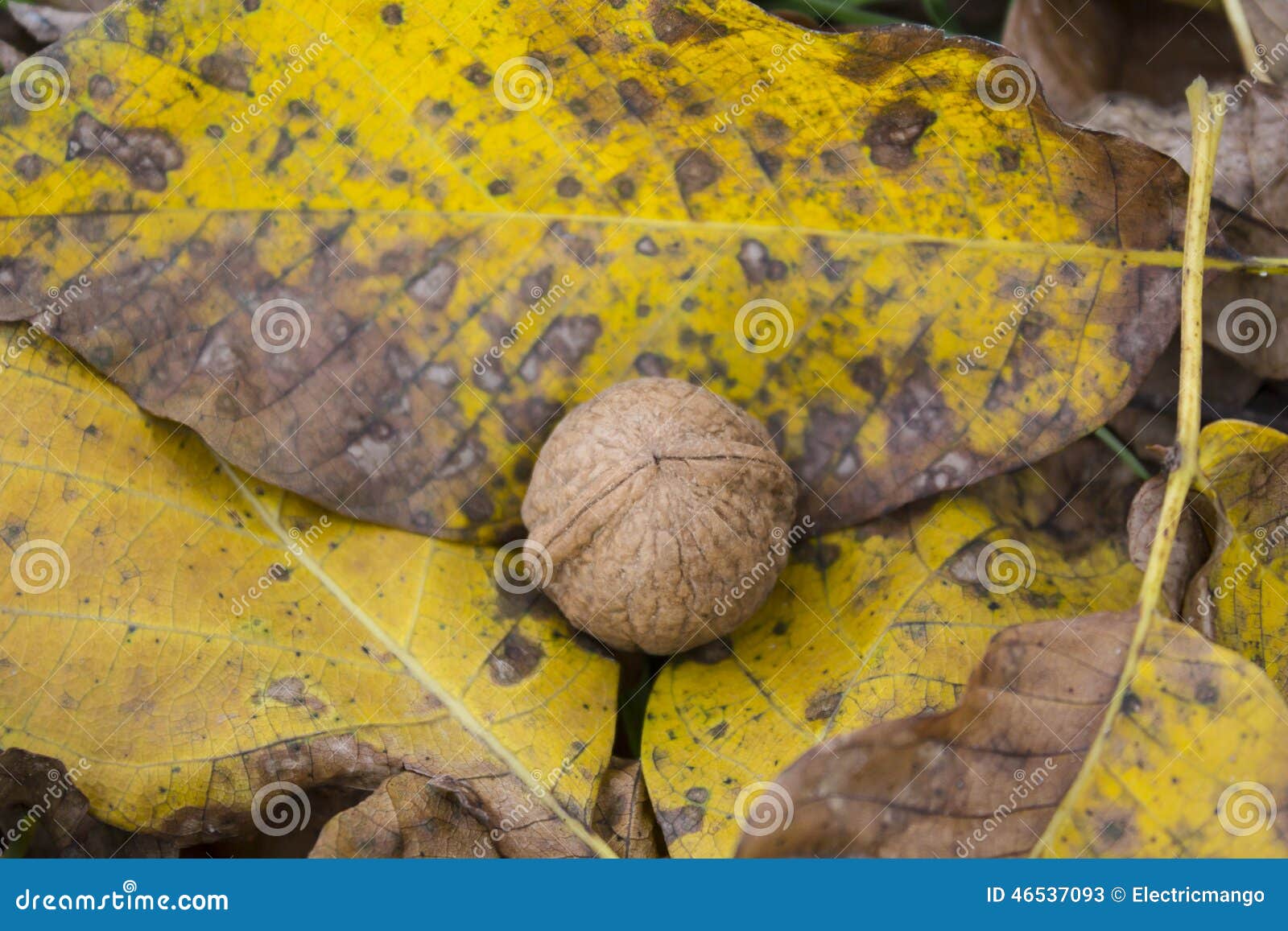 Walnut stock image. Image of yellow, transience, meadow - 46537093