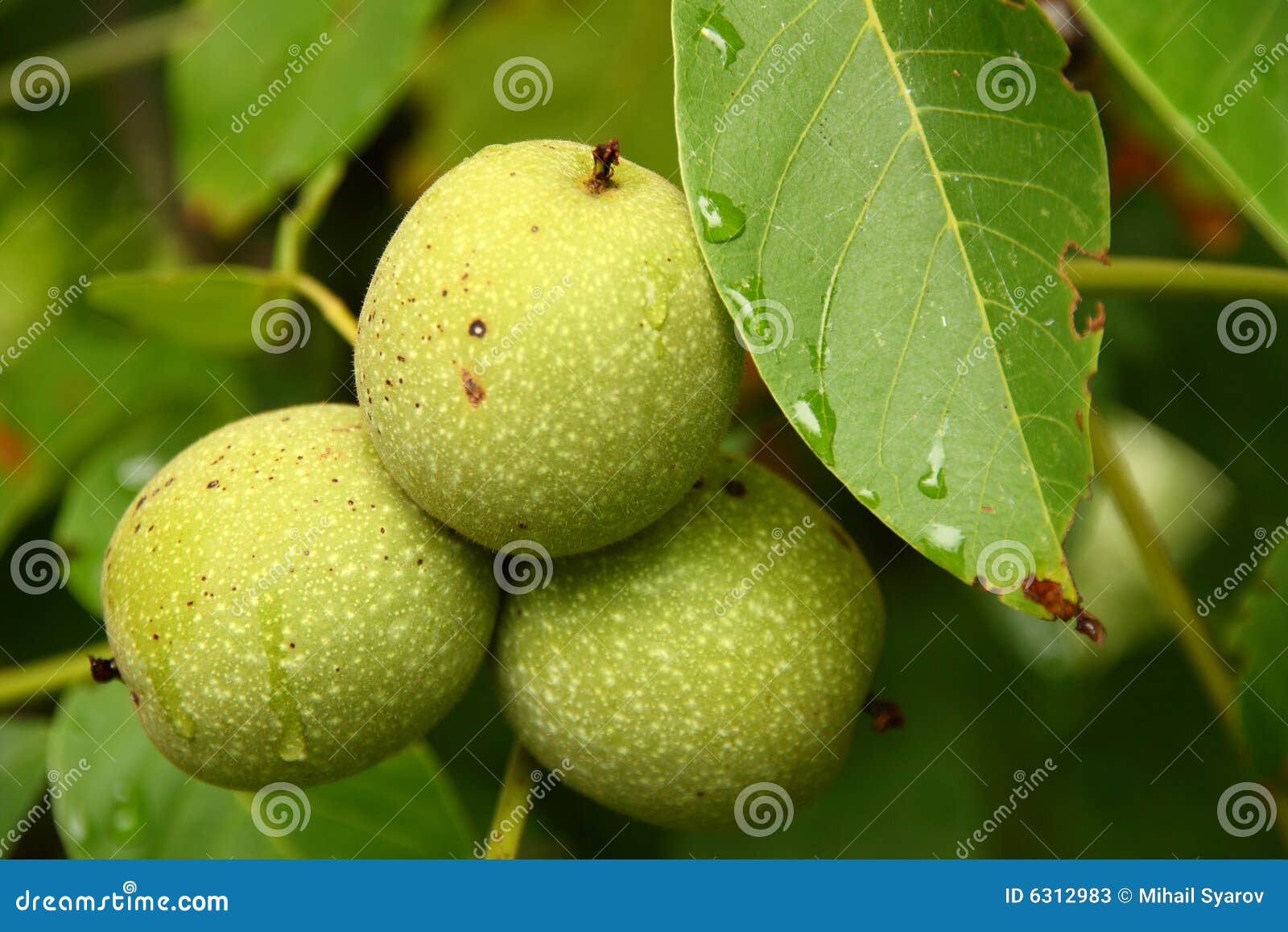 Walnuts stock image. Image of nature, fresh, green, grow - 6312983
