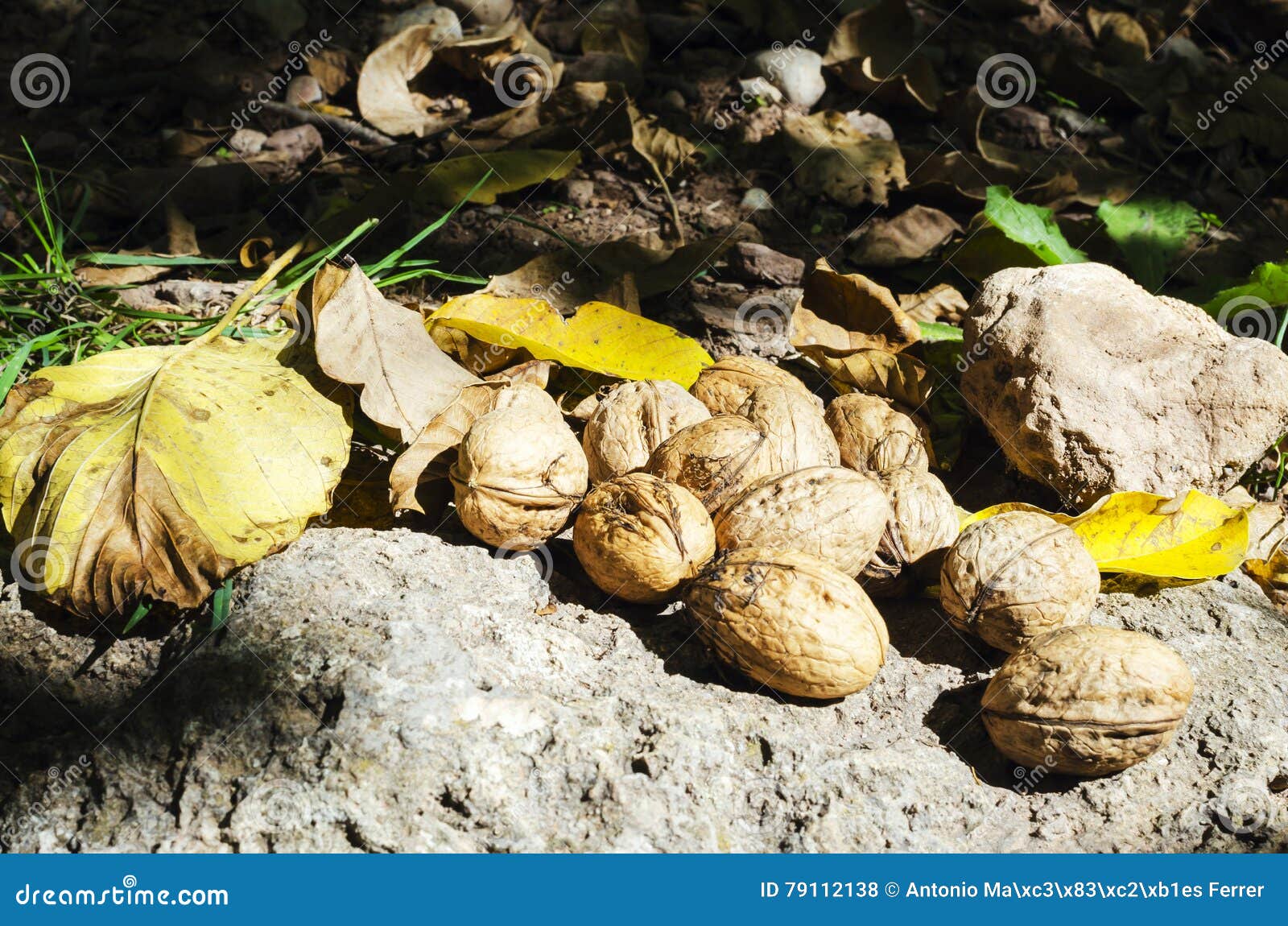 Walnuts stock photo. Image of fruits, castellon, walnut - 79112138