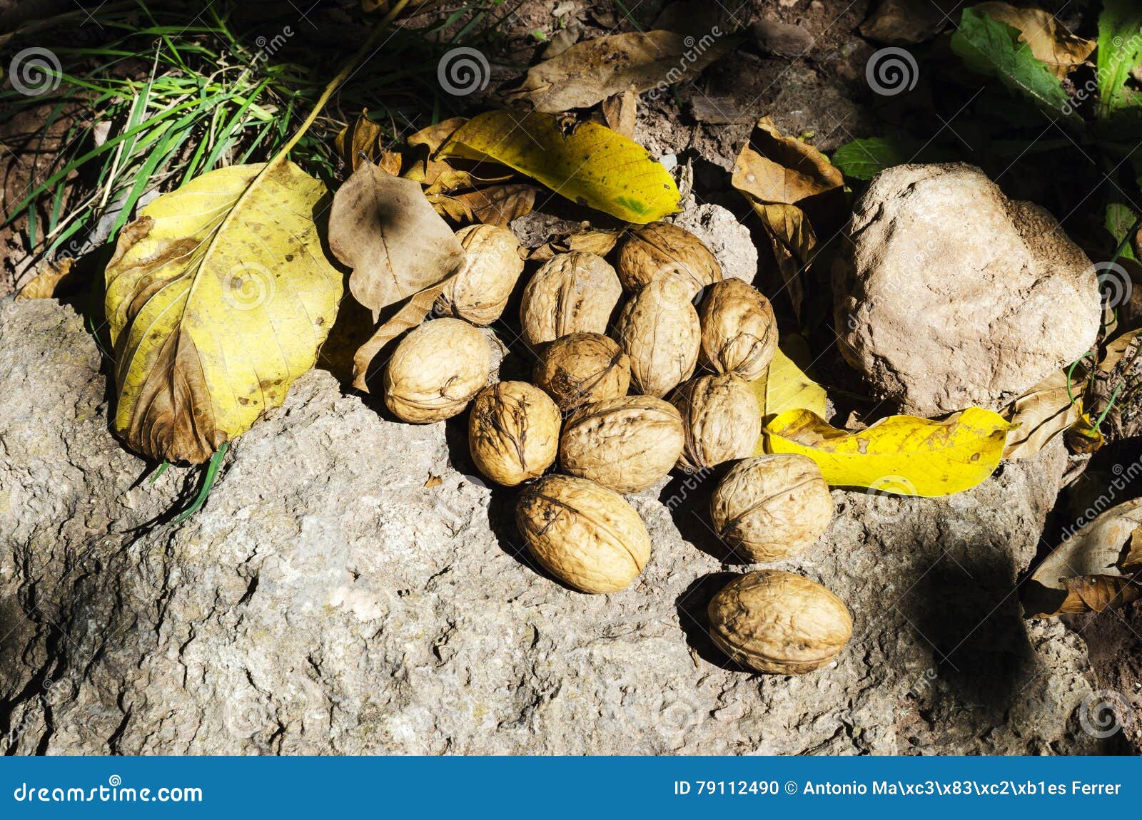 Walnuts stock photo. Image of backgrounds, outdoor, exterior - 79112490