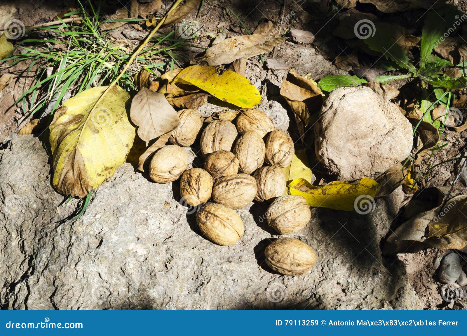 Walnuts stock image. Image of fallen, vine, castellon - 79113259