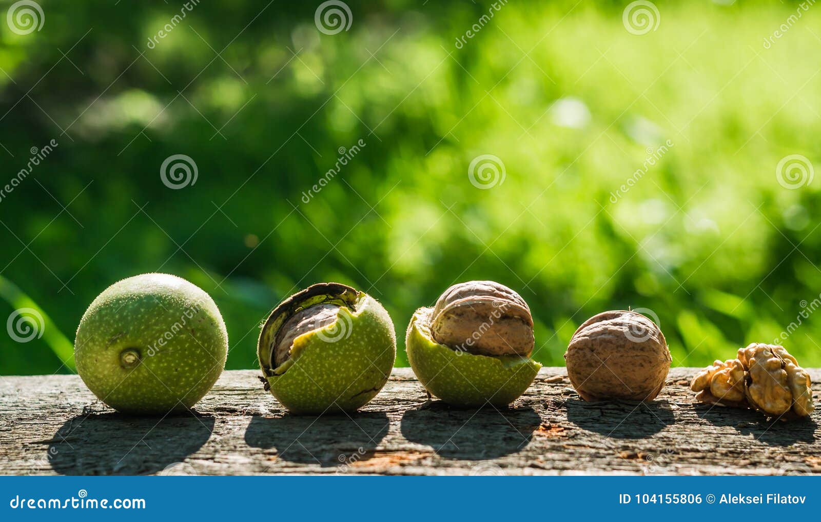 Walnuts development stock photo. Image of gardening - 104155806