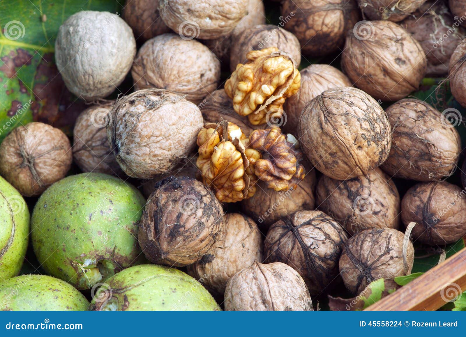 Walnuts stock photo. Image of stages, walnuts, ingredient - 45558224